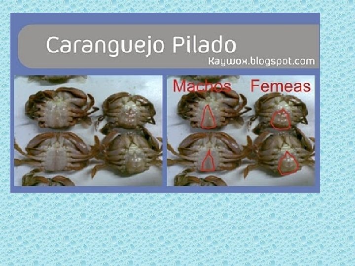Filo Arthropoda Subfilo Crustacea Crustacea Subfilo Crustacea v