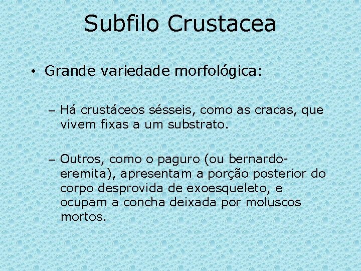 Filo Arthropoda Subfilo Crustacea Crustacea Subfilo Crustacea v