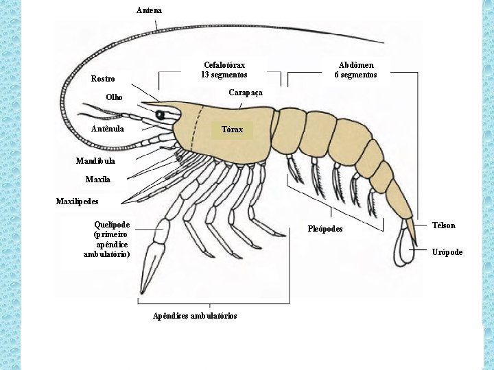 Filo Arthropoda Subfilo Crustacea Crustacea Subfilo Crustacea v