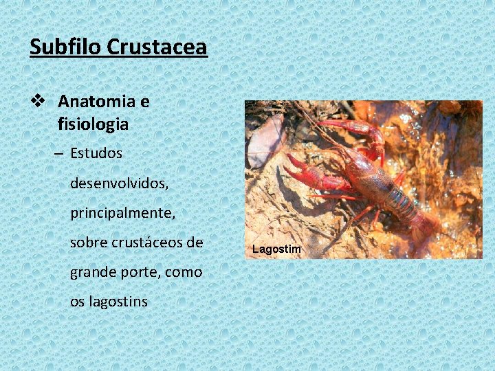 Filo Arthropoda Subfilo Crustacea Crustacea Subfilo Crustacea v