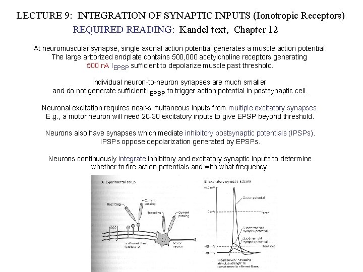 LECTURE 9 INTEGRATION OF SYNAPTIC INPUTS Ionotropic Receptors