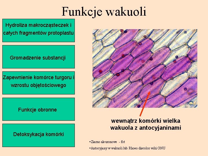 wykad III Plastydy proplastydy chloroplasty etioplasty amyloplasty ...