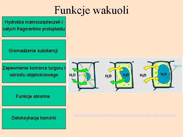 wykad III Plastydy proplastydy chloroplasty etioplasty amyloplasty ...