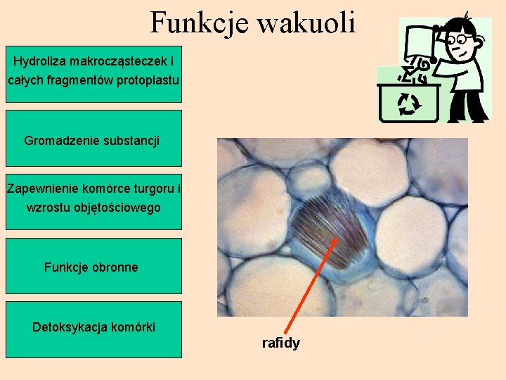 wykad III Plastydy proplastydy chloroplasty etioplasty amyloplasty ...