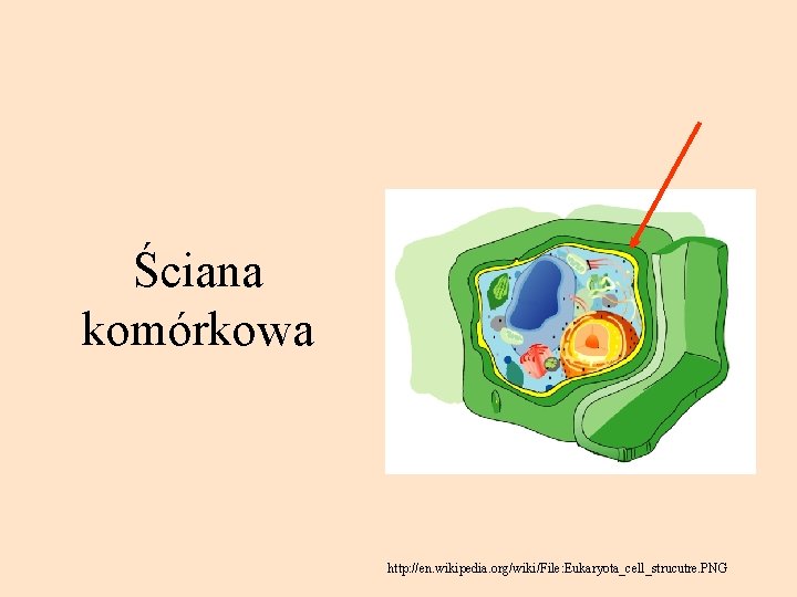 wykad III Plastydy proplastydy chloroplasty etioplasty amyloplasty ...