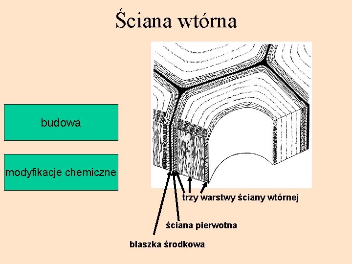 wykad III Plastydy proplastydy chloroplasty etioplasty amyloplasty ...