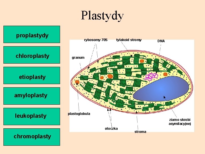 wykad III Plastydy proplastydy chloroplasty etioplasty amyloplasty ...