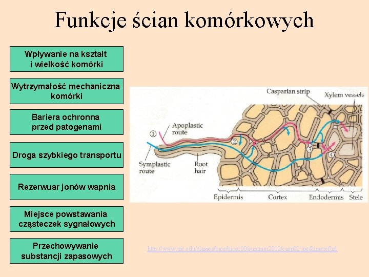 wykad III Plastydy proplastydy chloroplasty etioplasty amyloplasty ...