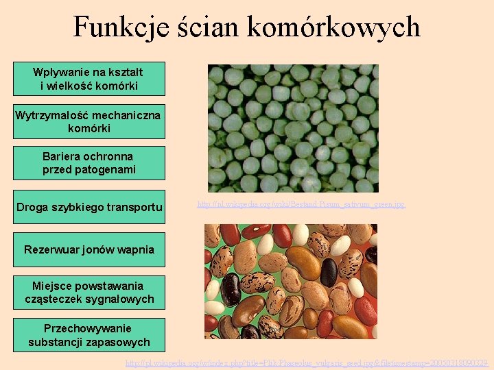 wykad III Plastydy proplastydy chloroplasty etioplasty amyloplasty ...