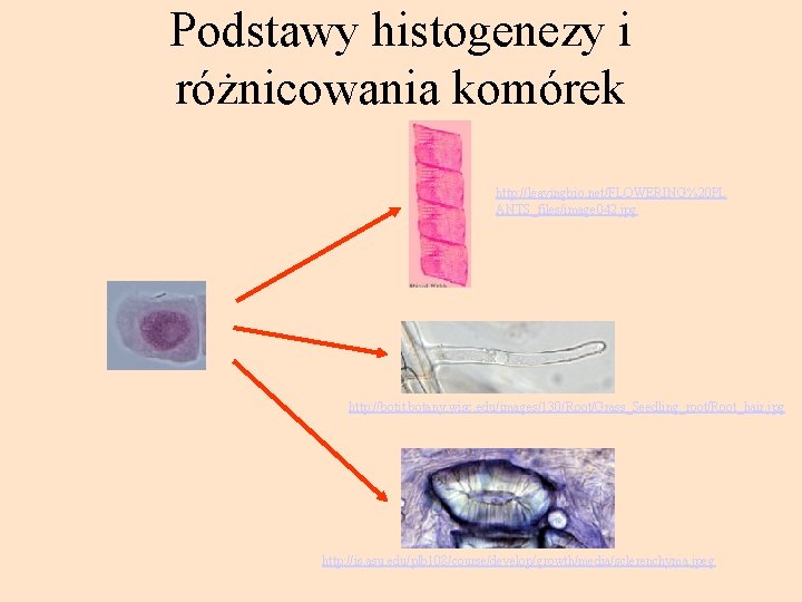 wykad III Plastydy proplastydy chloroplasty etioplasty amyloplasty ...
