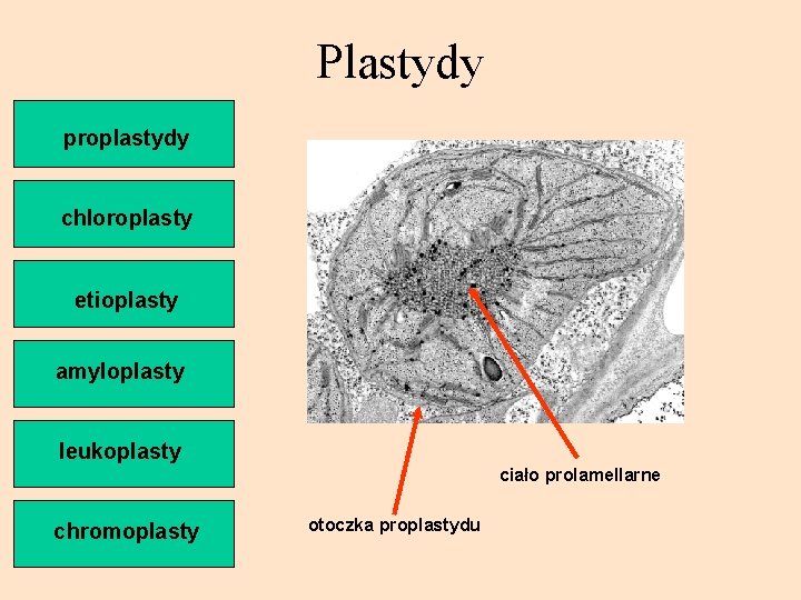wykad III Plastydy proplastydy chloroplasty etioplasty amyloplasty ...