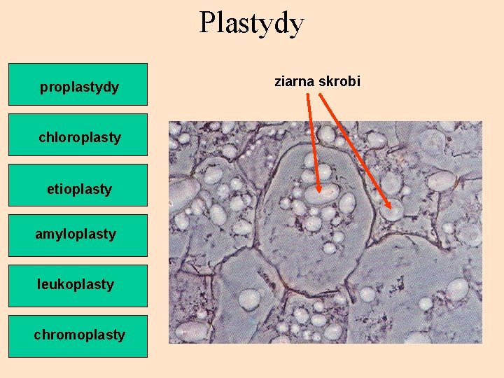 wykad III Plastydy proplastydy chloroplasty etioplasty amyloplasty ...