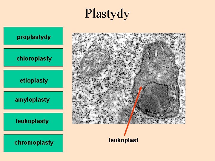 wykad III Plastydy proplastydy chloroplasty etioplasty amyloplasty ...