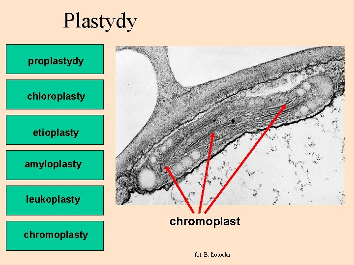 wykad III Plastydy proplastydy chloroplasty etioplasty amyloplasty ...