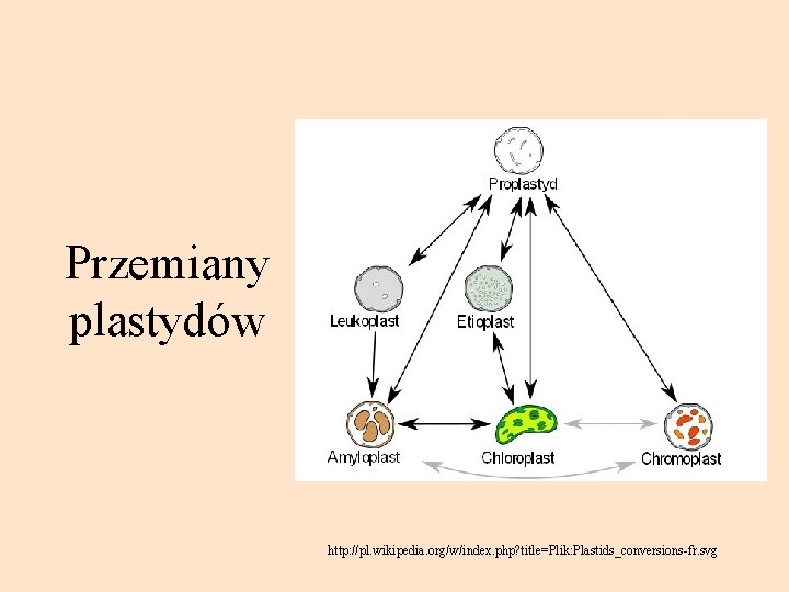 wykad III Plastydy proplastydy chloroplasty etioplasty amyloplasty ...