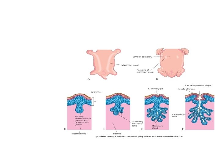Development of breast Learning Objectives At the end