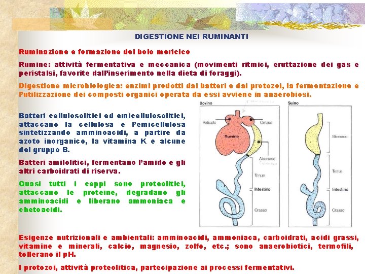 PROCESSO DIGESTIVO Monogastrici ANATOMIA Poligastrici Cavit buccale Esofago