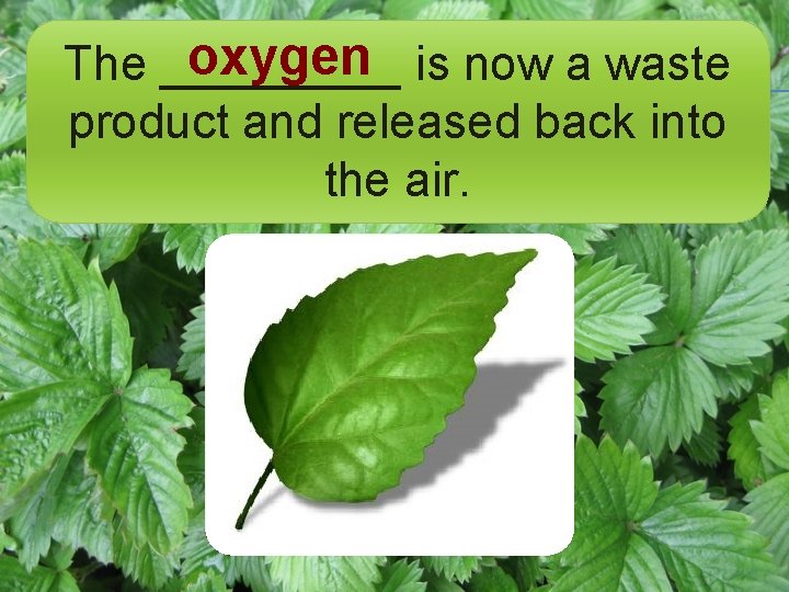 Photosynthesis And Respiration of Plants By Annette Miles