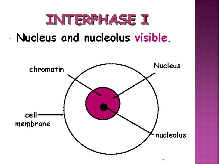 MEIOSIS The Great Divide 1 2 MEIOSIS 1