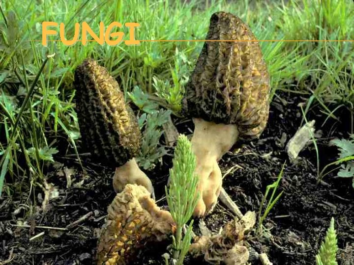 FUNGI 1 FUNGI Mycology study of fungus 2