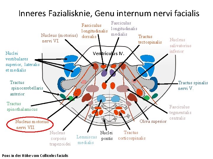 Die Kerne der Hirnnerven Funktionelle Gliederung und Verteilung