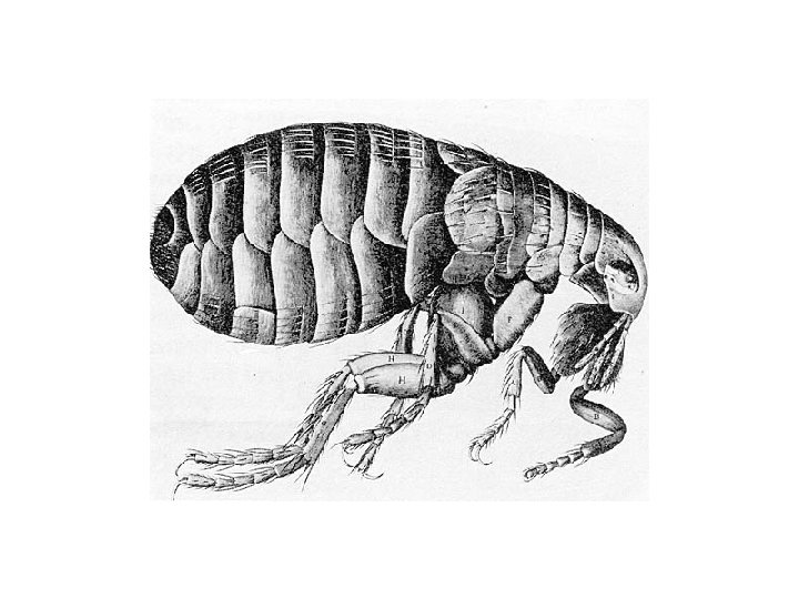 The Black Death The Black Death a devastating