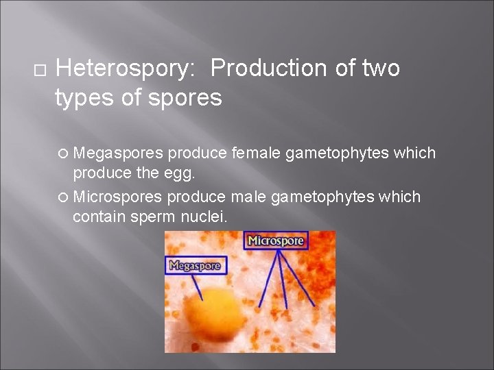 PLANT DIVERSITY II THE EVOLUTION OF SEED PLANTS