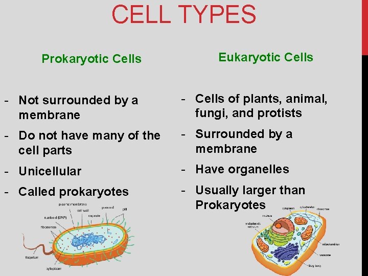 CHAPTER 10 CELL STRUCTURE AND FUNCTION LESSON 1