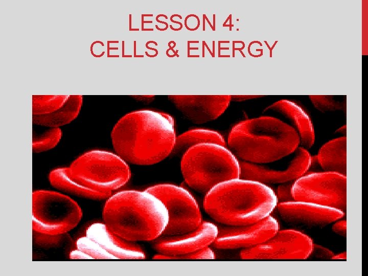 CHAPTER 10 CELL STRUCTURE AND FUNCTION LESSON 1