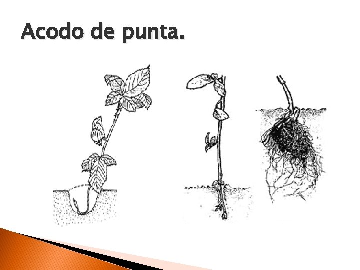 UNAHCURLA DEPARTAMENTO DE PRODUCCION VEGETAL SECCION DE PROPAGACION