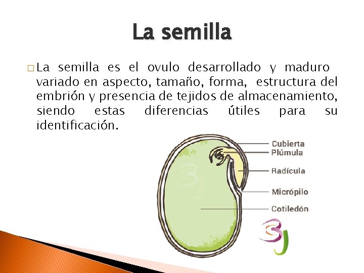 UNAHCURLA DEPARTAMENTO DE PRODUCCION VEGETAL SECCION DE PROPAGACION