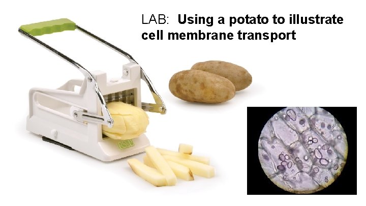 LAB Using a potato to illustrate cell membrane