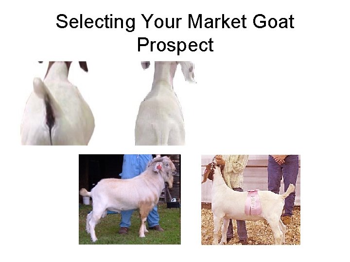 Selecting Your Market Goat Prospect Scott Horner Extension