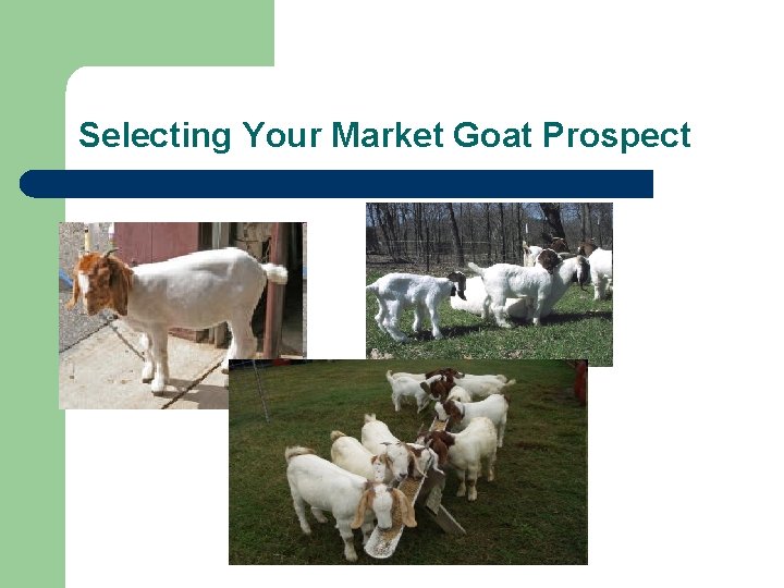 Selecting Your Market Goat Prospect Scott Horner Extension