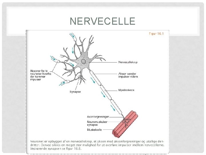 PSYKOFARMAKA ML 5 OG 6 5 Eleven kan