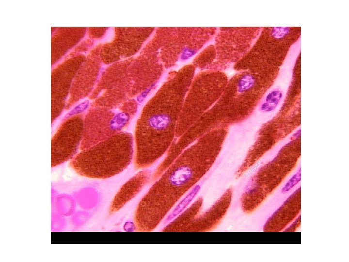 INIMESE KOED Koostaja Saima Kaarna KOED Nrvikude Epiteelkude