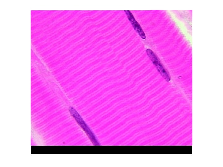 INIMESE KOED Koostaja Saima Kaarna KOED Nrvikude Epiteelkude