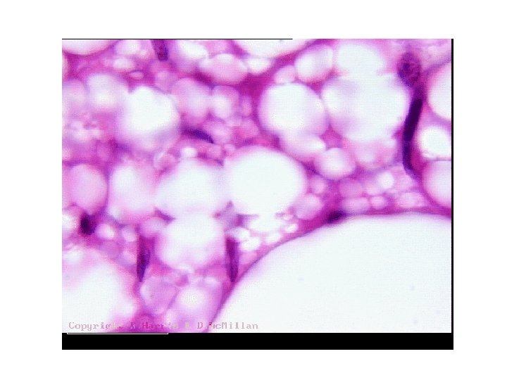 INIMESE KOED Koostaja Saima Kaarna KOED Nrvikude Epiteelkude