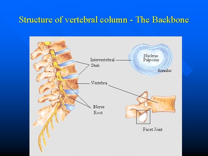 Structure of vertebral column The Backbone The Forces