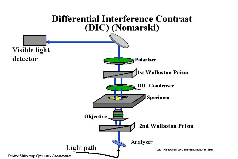 Lecture 12 Applications of Confocal Microscopy BMS 524