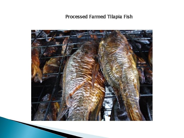 OVERVIEW OF AQUACULTURE IN UGANDA THE UGANDA FISHERIES