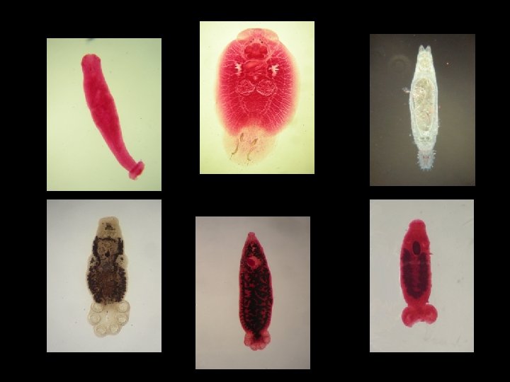 Overview of Common Types of Parasite Life Cycles