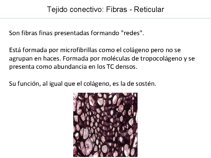 Tejido conectivo Generalidades Anatoma y Fisiologa I Lic