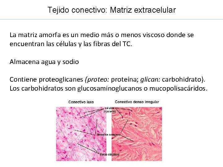 Tejido conectivo Generalidades Anatoma y Fisiologa I Lic