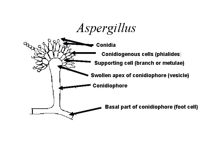 ASPERGILLOSIS Prof Khaled H AbuElteen ASPERGILLOSIS Aspergilli produce