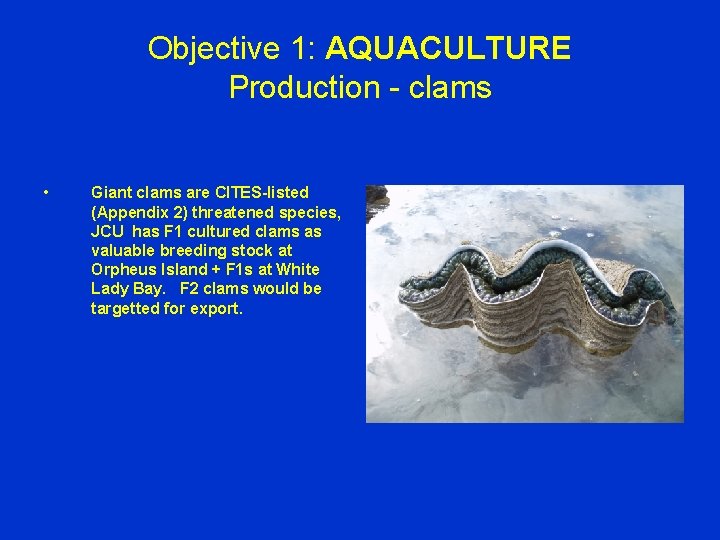 Giant Clam Aquaculture and Ecotourism by Djulin Marine