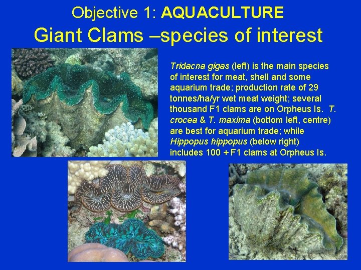 Giant Clam Aquaculture and Ecotourism by Djulin Marine