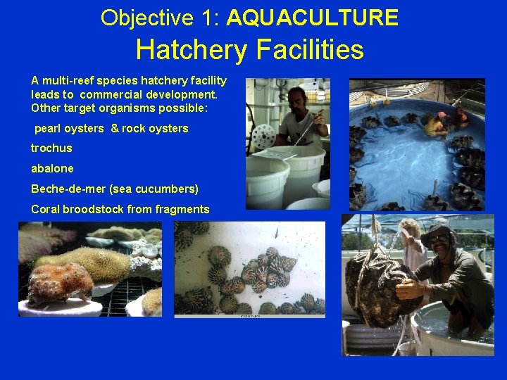 Giant Clam Aquaculture and Ecotourism by Djulin Marine