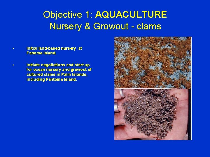 Giant Clam Aquaculture and Ecotourism by Djulin Marine
