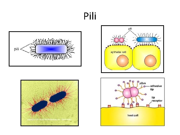 Microbiologia clinica Prof ssa Letizia Angiolella Gli agenti